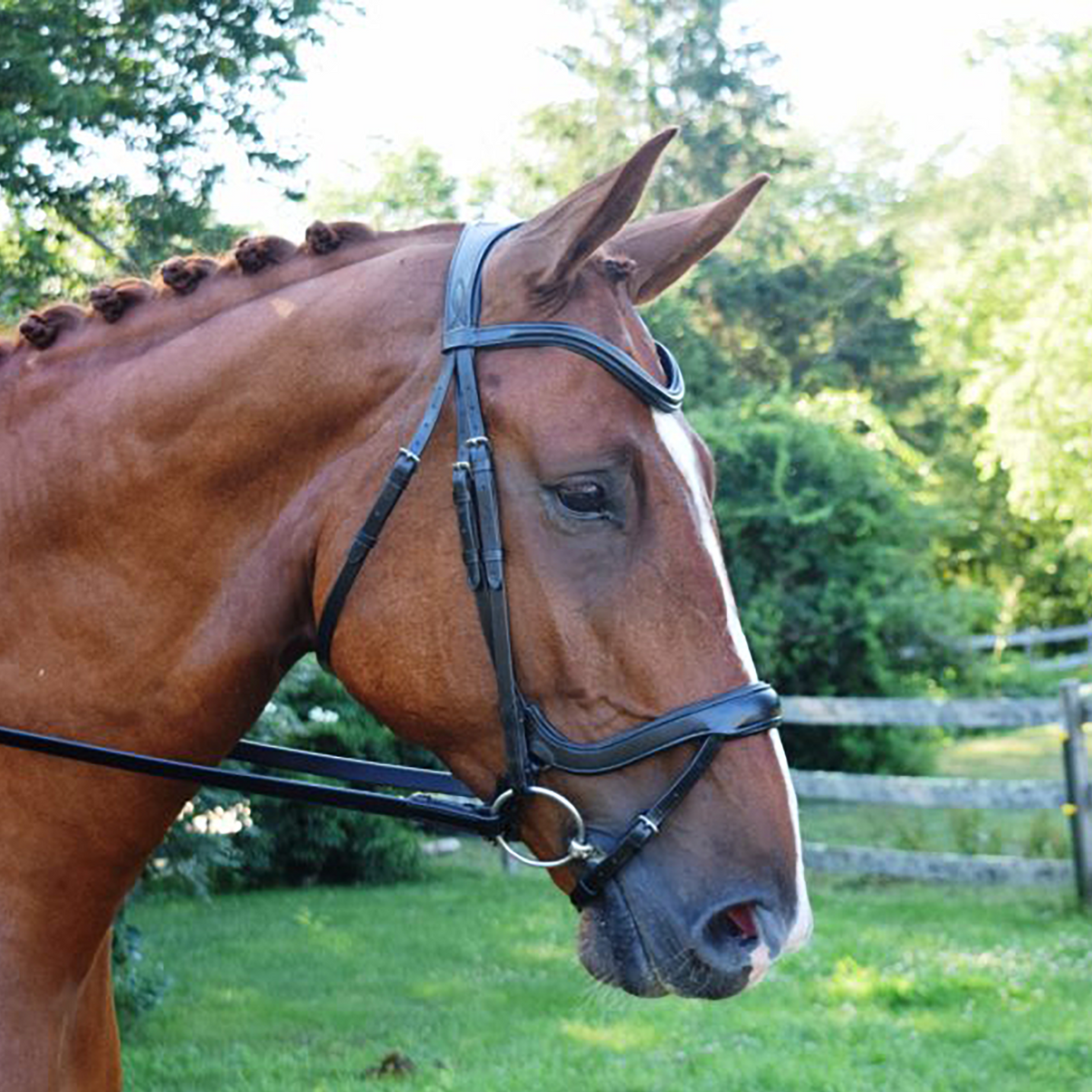 Red Barn Arena Ergonomic Snaffle Dressage Bridle – The Horse of Course